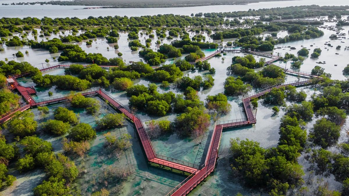 Mangrove trees in Abu Dhabi
